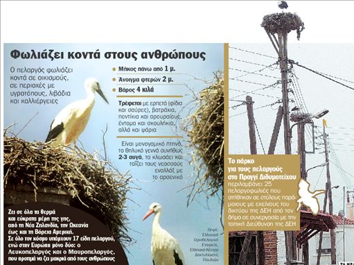 Οι πελαργοί έχουν το πάρκο τους! - ΤΑ ΝΕΑ