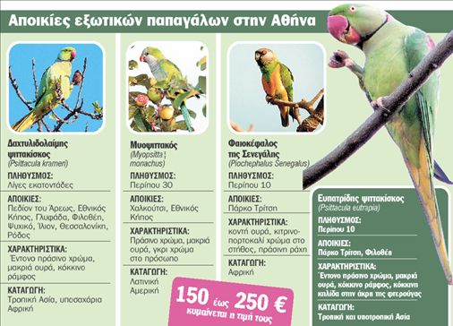 Εξωτικοί παπαγάλοι κάτοικοι Αθηνών - ΤΑ ΝΕΑ