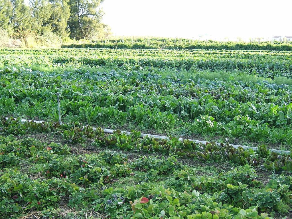 Προεκλογική ενίσχυση 80 εκατ. ευρώ στη βιολογική καλλιέργεια - ΤΑ ΝΕΑ