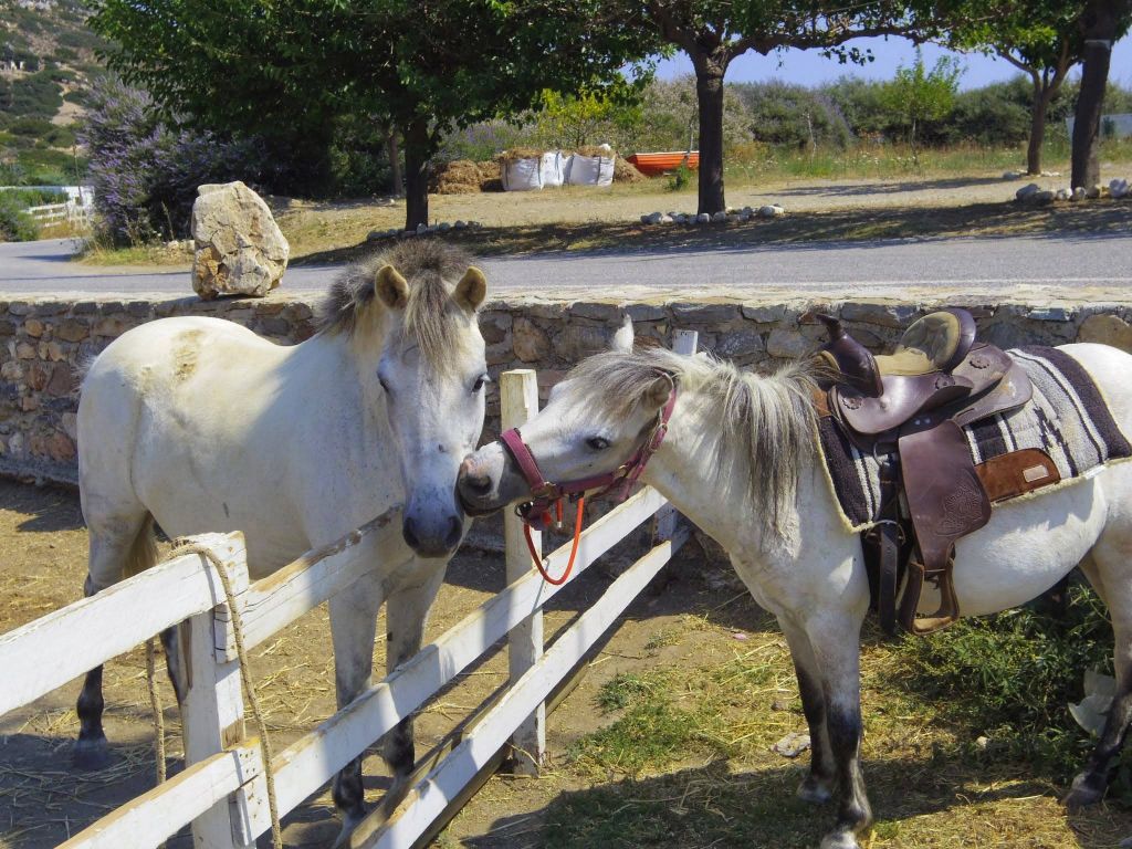 Τα σημερινά άλογα δεν μοιάζουν καθόλου με εκείνα της αρχαιότητας - ΤΑ ΝΕΑ