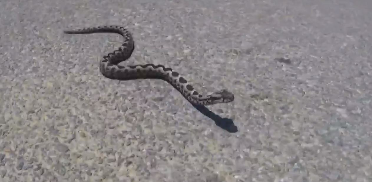 Εσωσαν τη γυναίκα που της επιτέθηκε οχιά στην αυλή του σπιτιού της - ΤΑ ΝΕΑ