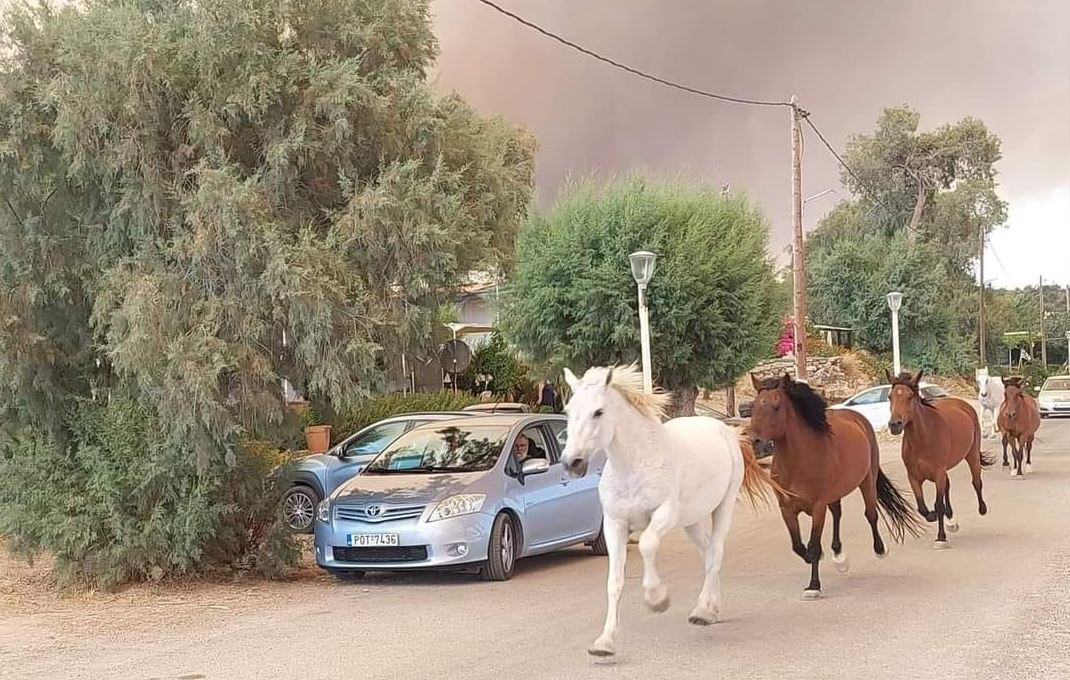 Άλογα τρέχουν για να γλιτώσουν από την πύρινη λαίλαπα στη Ρόδο - ΤΑ ΝΕΑ