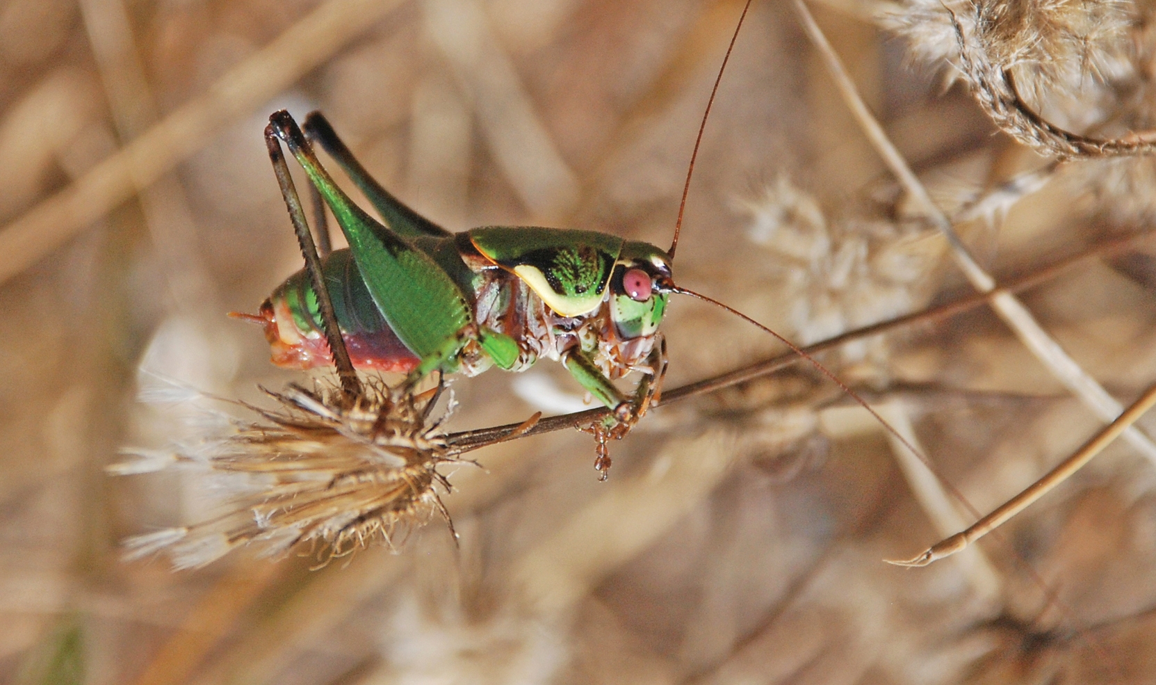 Η «ακρίδα του Κέκροπα» – Οδηγός ταξί ανακάλυψε νέο είδος εντόμου στην ...