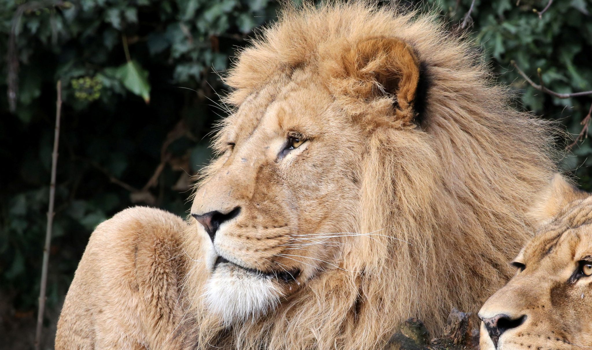 Τι συμβαίνει στα λιοντάρια στην Ουγκάντα και διανύουν τεράστιες ...