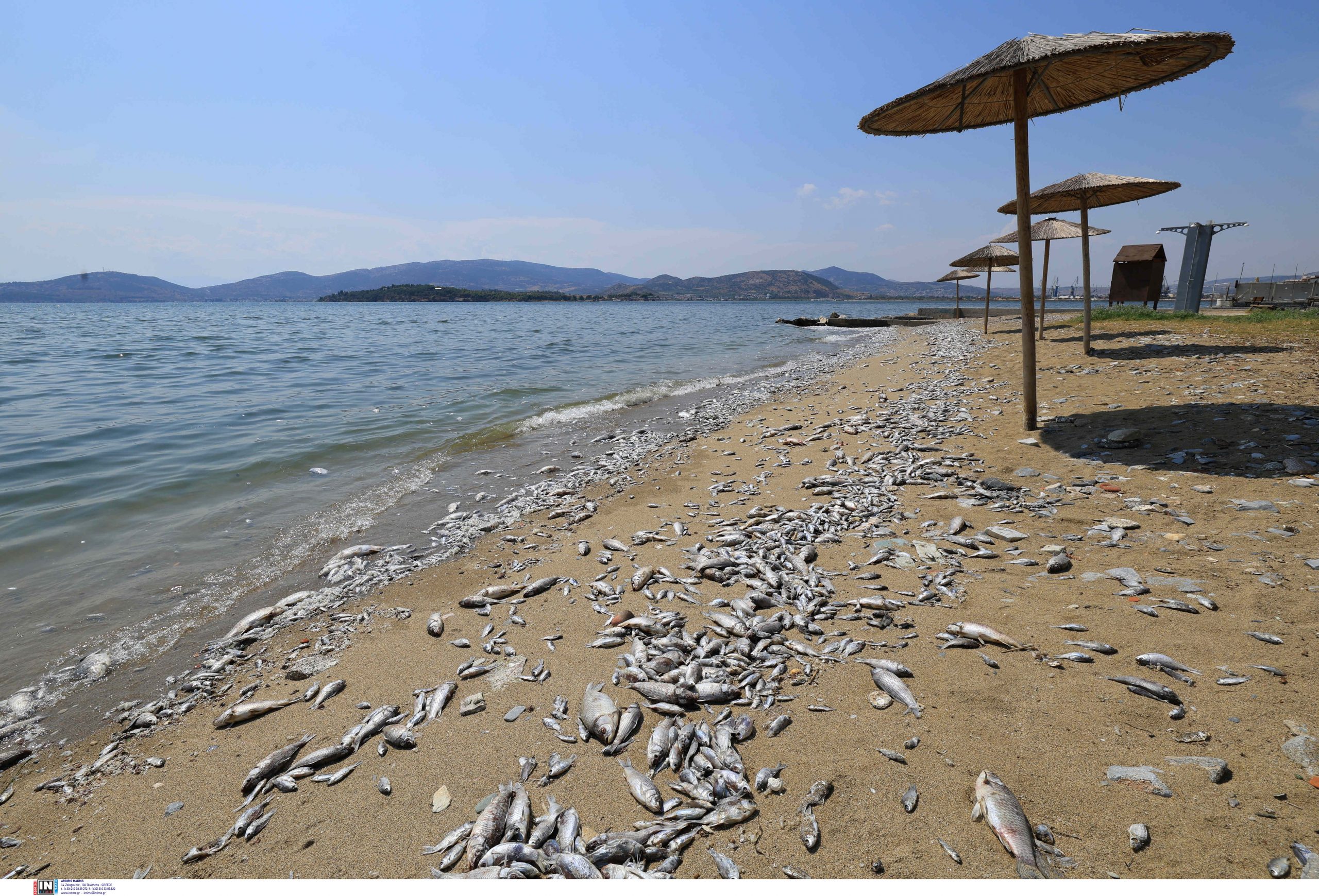 Βόλος: Σε τραγική κατάσταση οι επιχειρηματίες - Τα νεκρά ψάρια έβαλαν ...